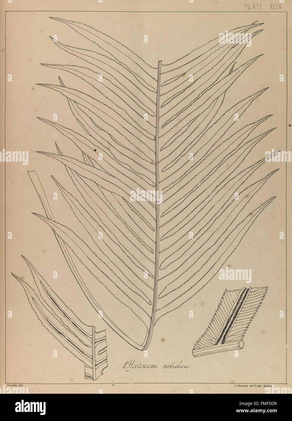 Plate XLIX from 'The Ferns of British India' provides detailed ...