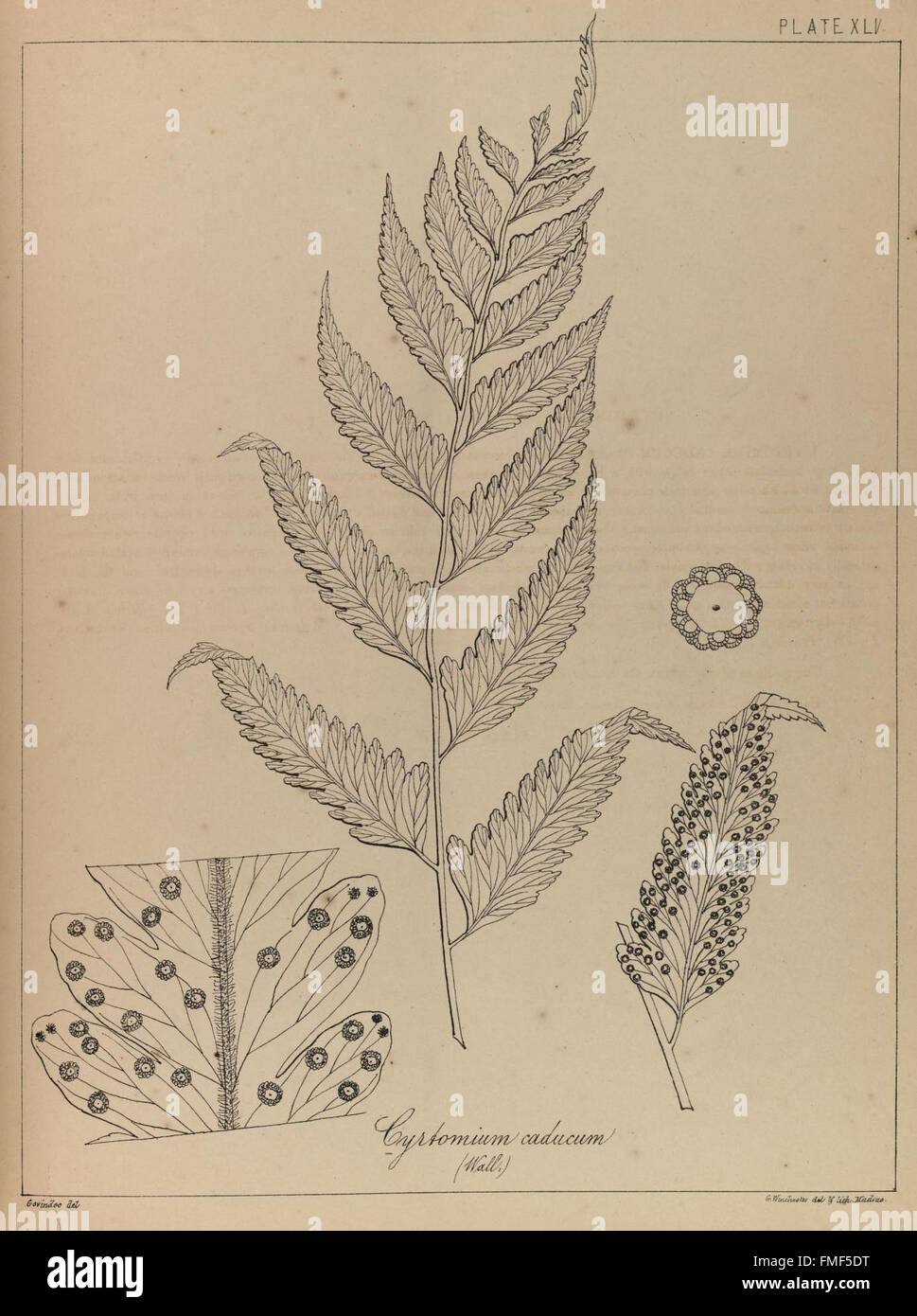 A botanical reference on the ferns of British India, featuring Plate ...