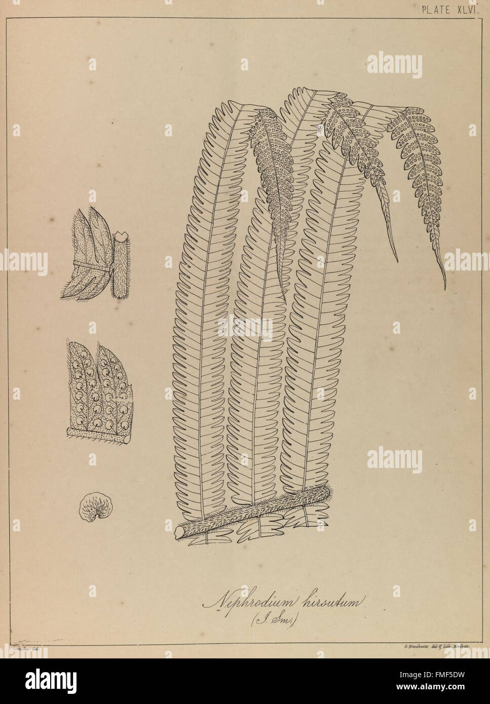 Plate XLVI from 'The Ferns of British India' illustrates a detailed ...