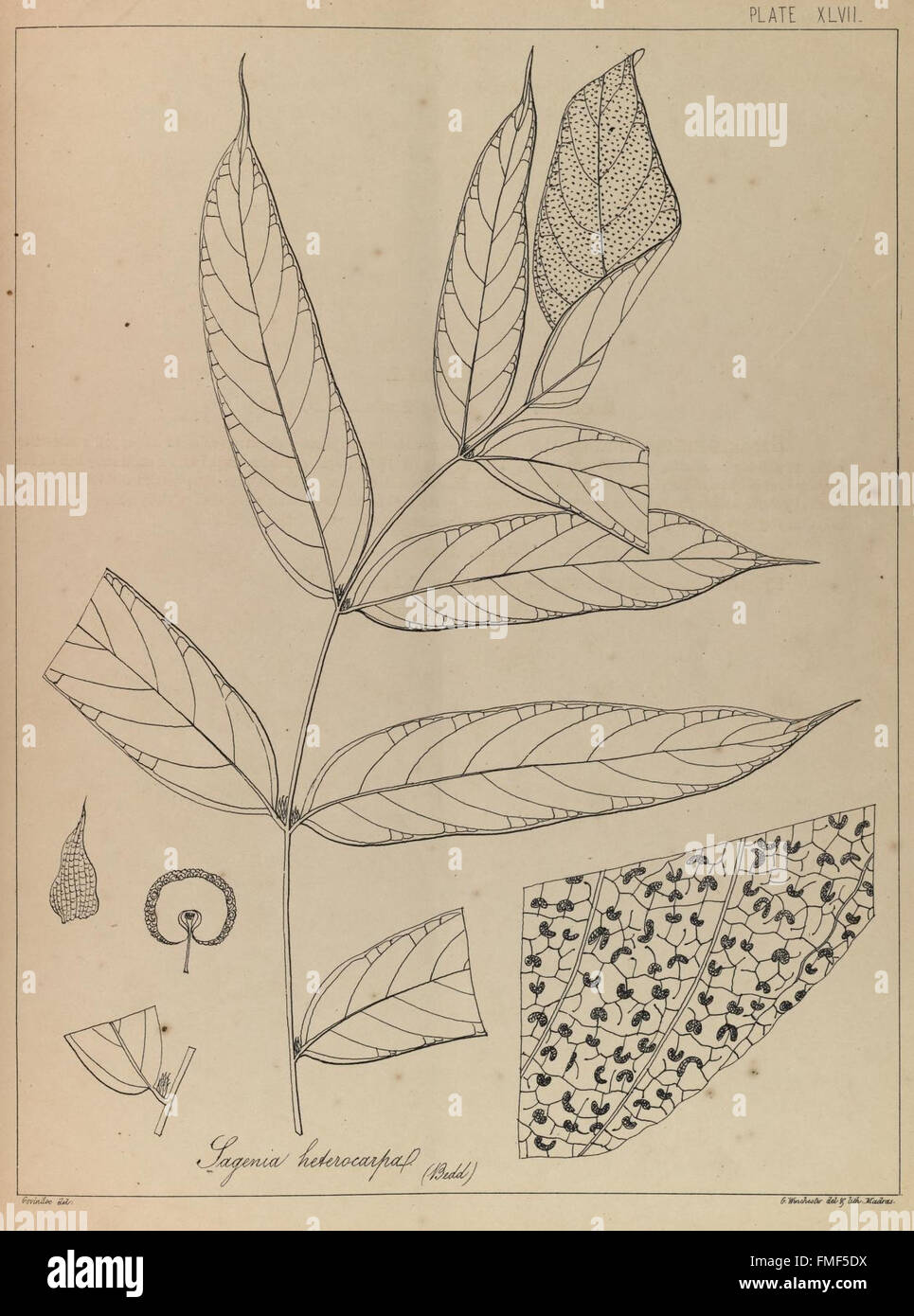 Plate XLVII from 'The Ferns of British India', illustrating various ...