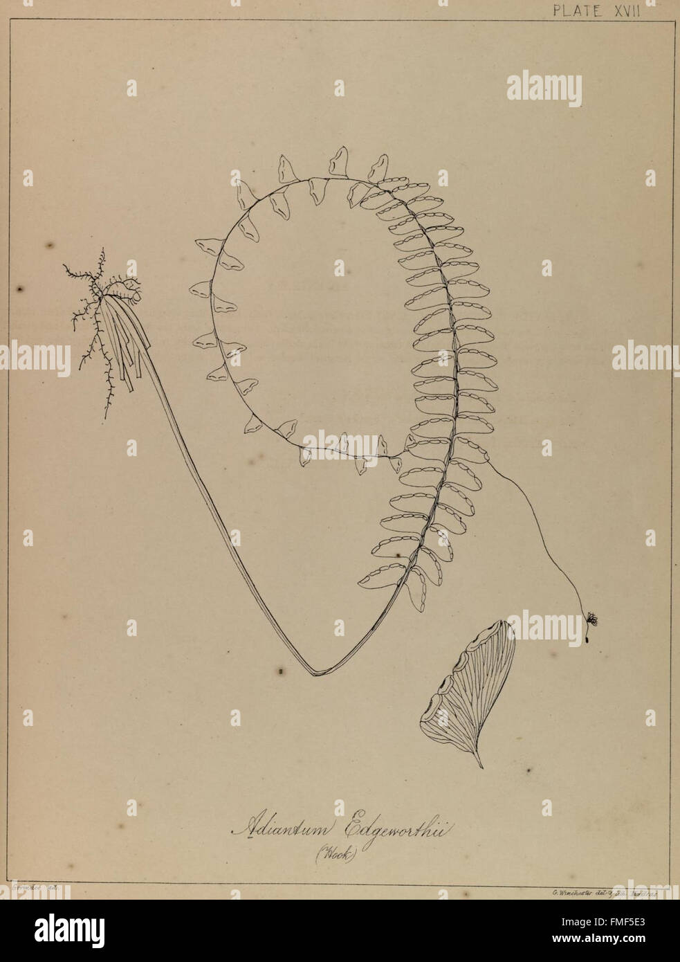 This plate from 'The ferns of British India' showcases various fern ...