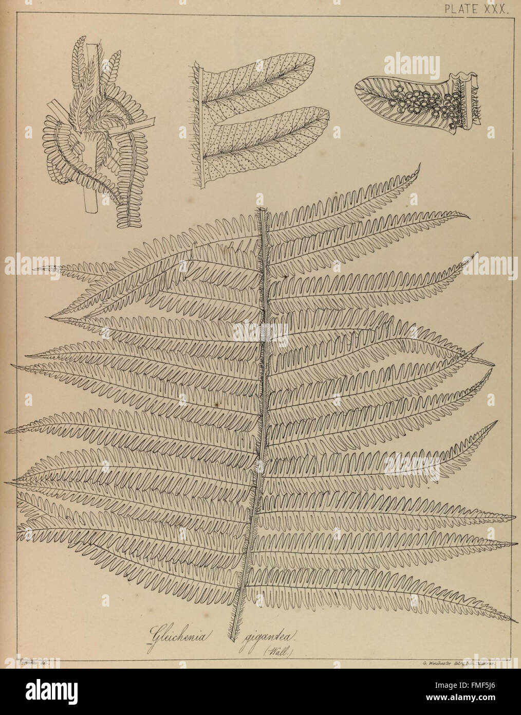Plate XXX from 'The Ferns of British India' illustrates various fern ...