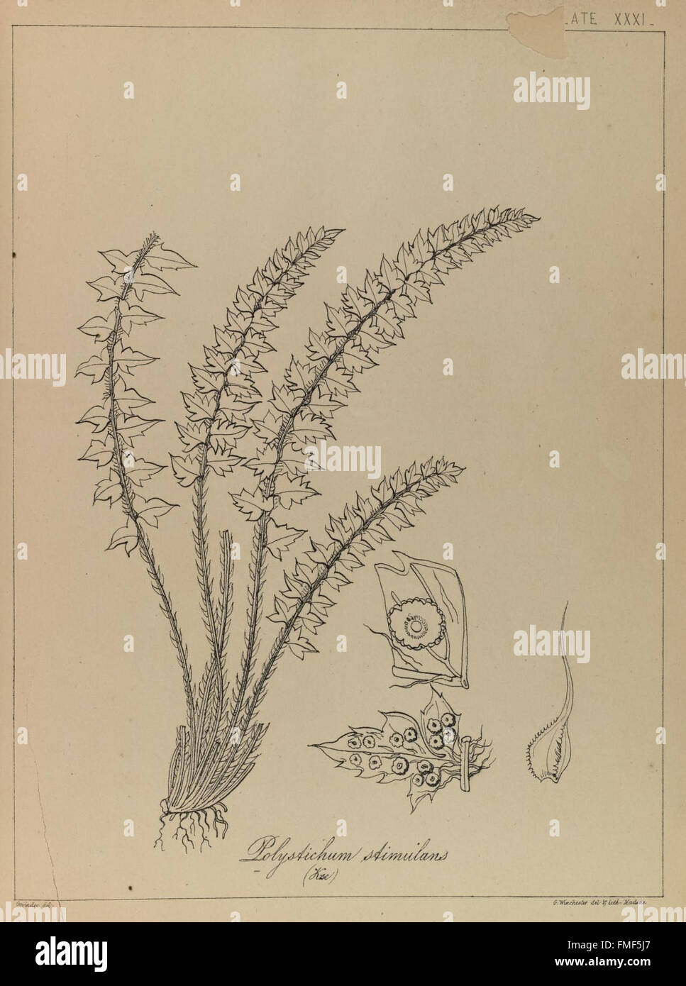 'The Ferns of British India' showcases various fern species found in ...