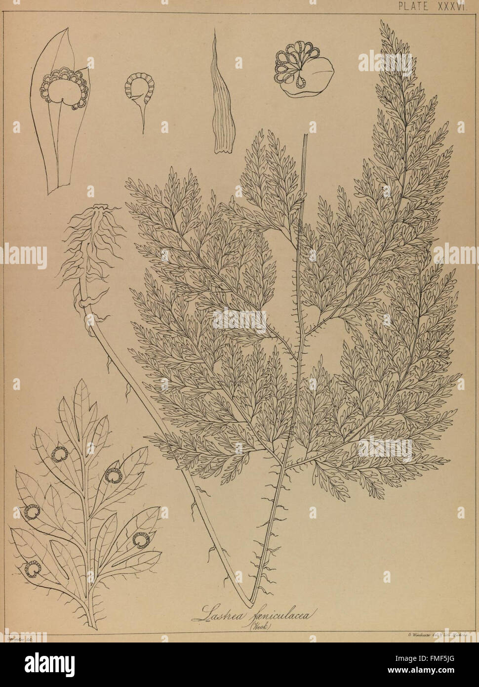 'The Ferns of British India' provides a comprehensive look at fern ...