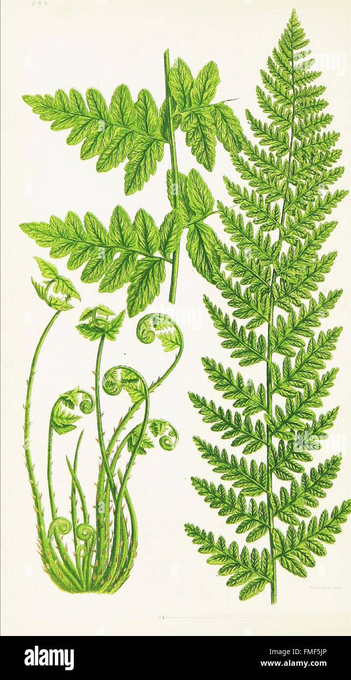 'The Ferns of Great Britain' highlights various fern species native to ...