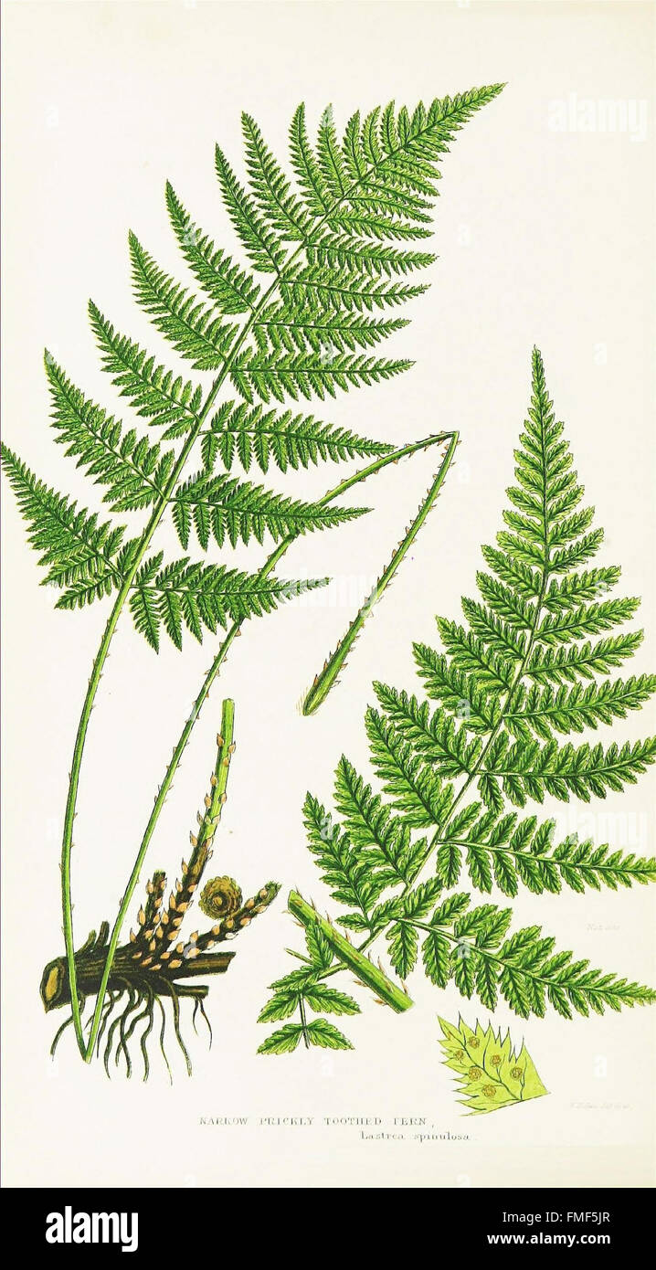 Plate 13 from 'The Ferns of Great Britain' illustrates various fern ...