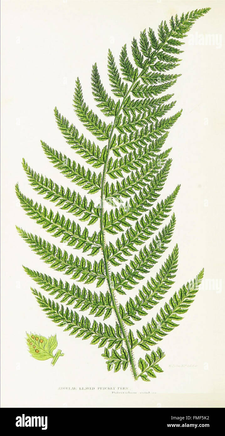 This plate illustrates the ferns native to Great Britain, alongside ...