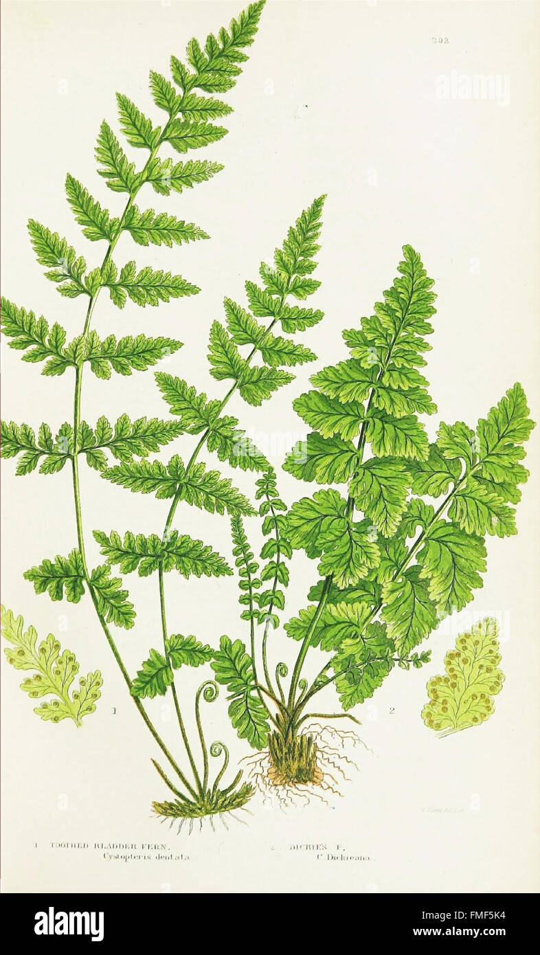 Plate 19 from 'The Ferns of Great Britain' depicts various fern species ...