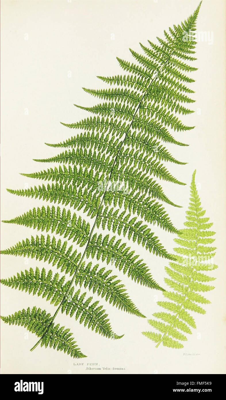 Plate 21 from 'The Ferns of Great Britain' features various fern ...