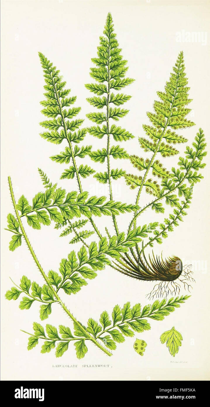 Plate 22 from 'The Ferns of Great Britain' illustrates various ferns ...