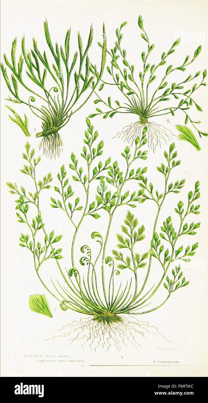 This plate depicts various species of ferns native to Great Britain, as ...