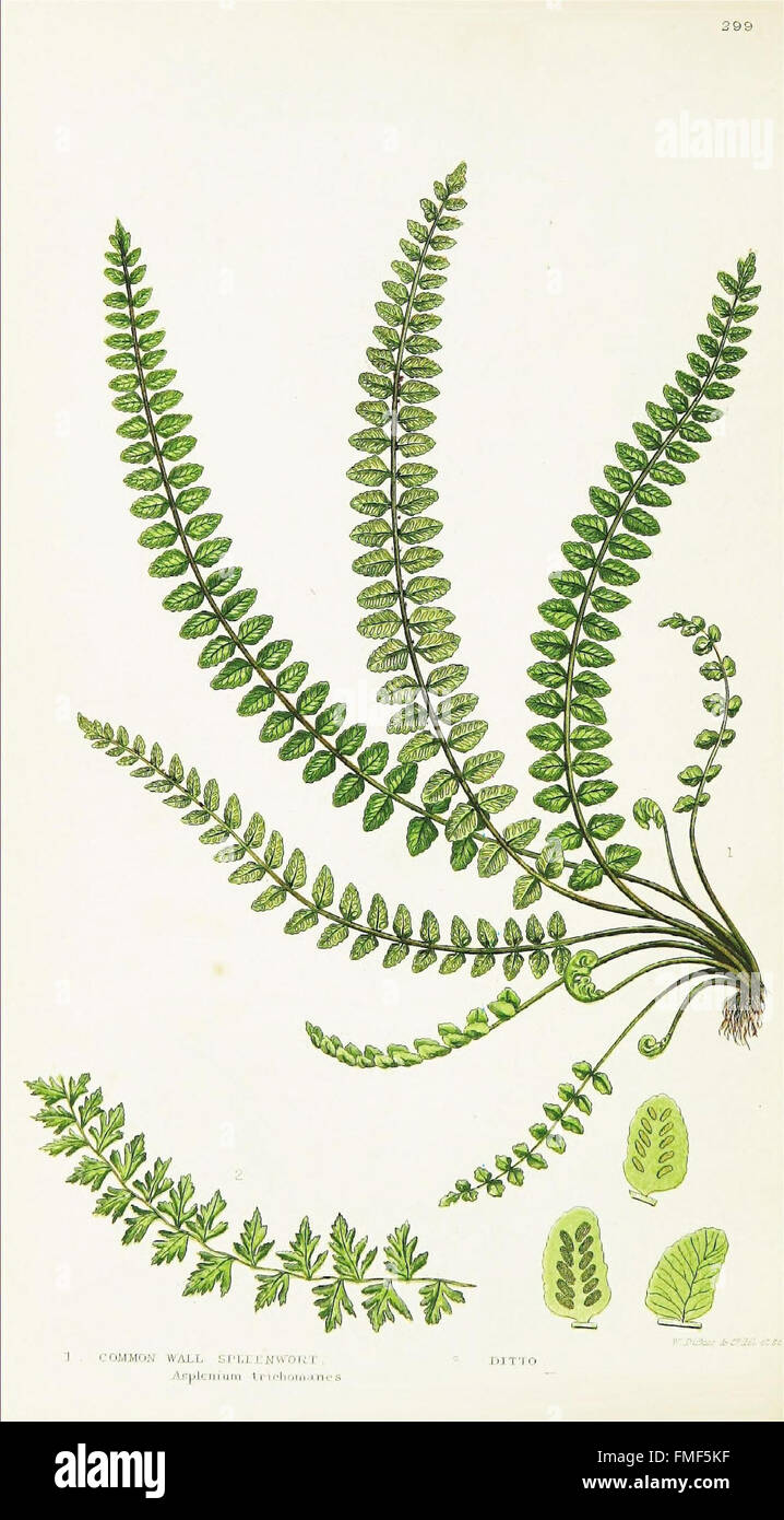 Plate 26 from 'The Ferns of Great Britain' showcases a variety of fern ...