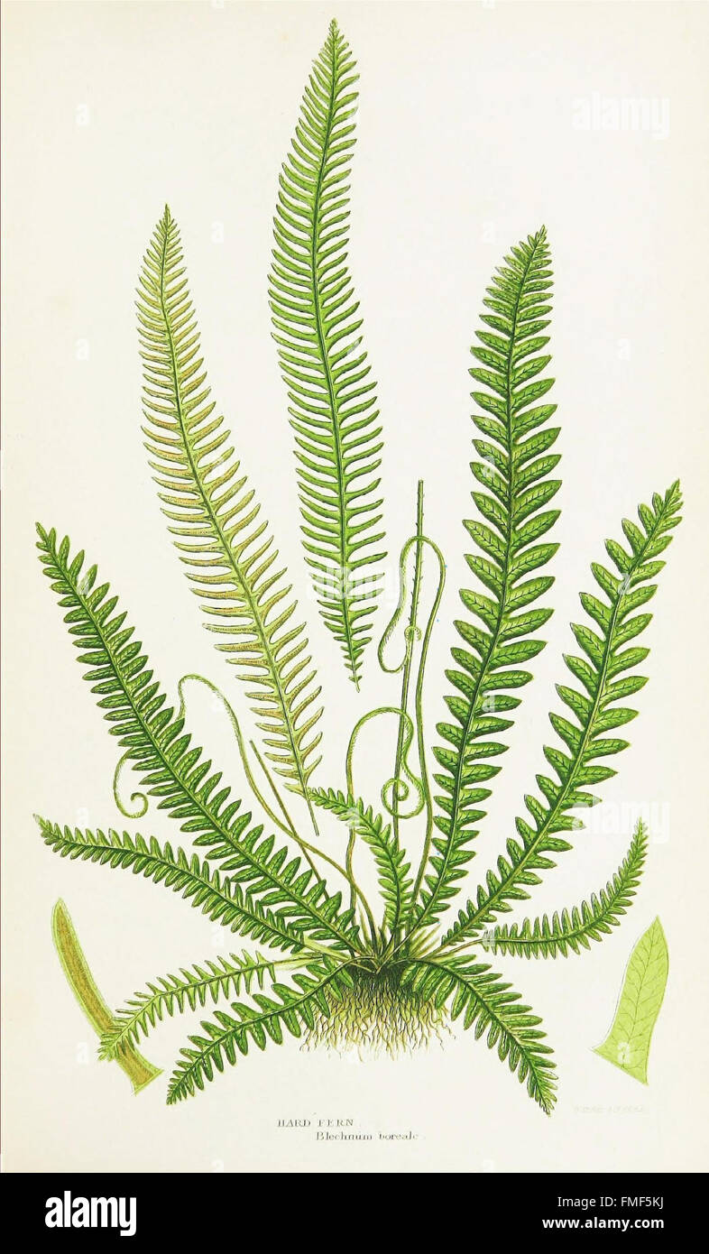 Plate 29 from 'The Ferns of Great Britain' illustrates the diverse fern ...