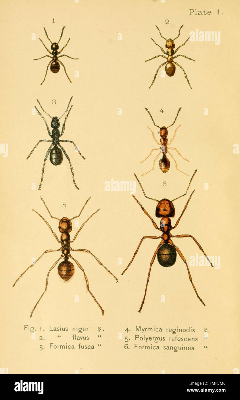 Plate 1 from 'Ants, Bees, and Wasps' depicts various species of social ...