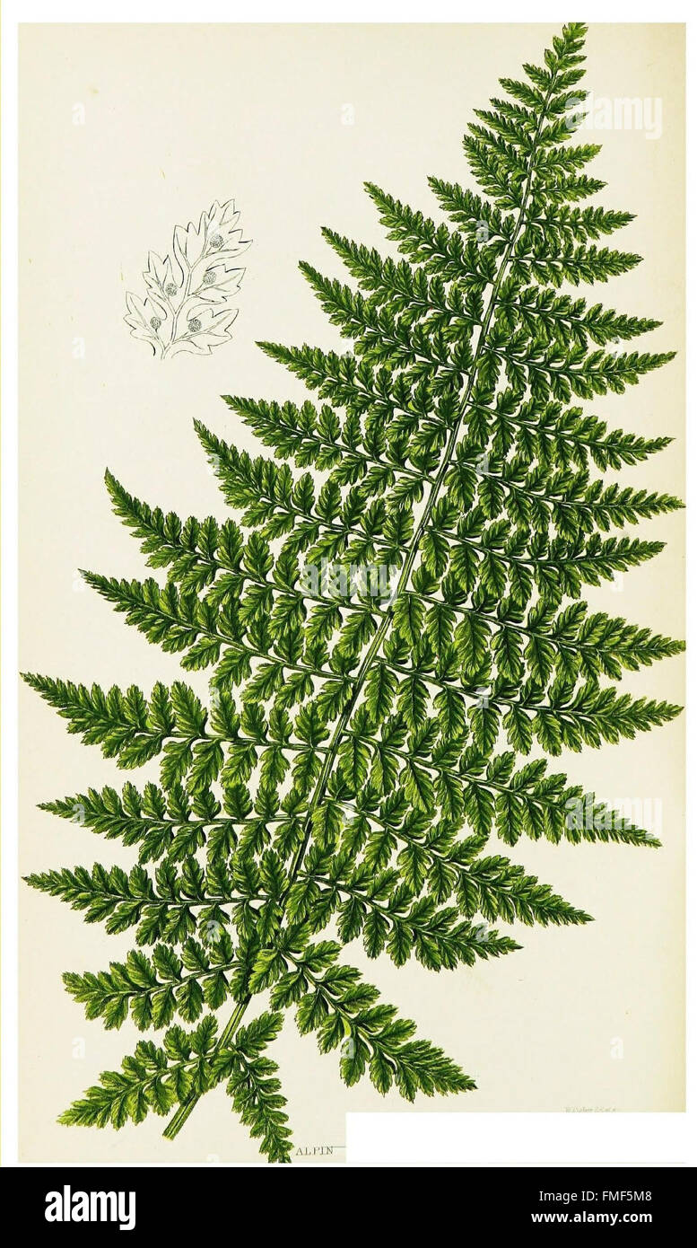 Plate 5 from 'The Ferns of Great Britain' illustrates ferns and related ...