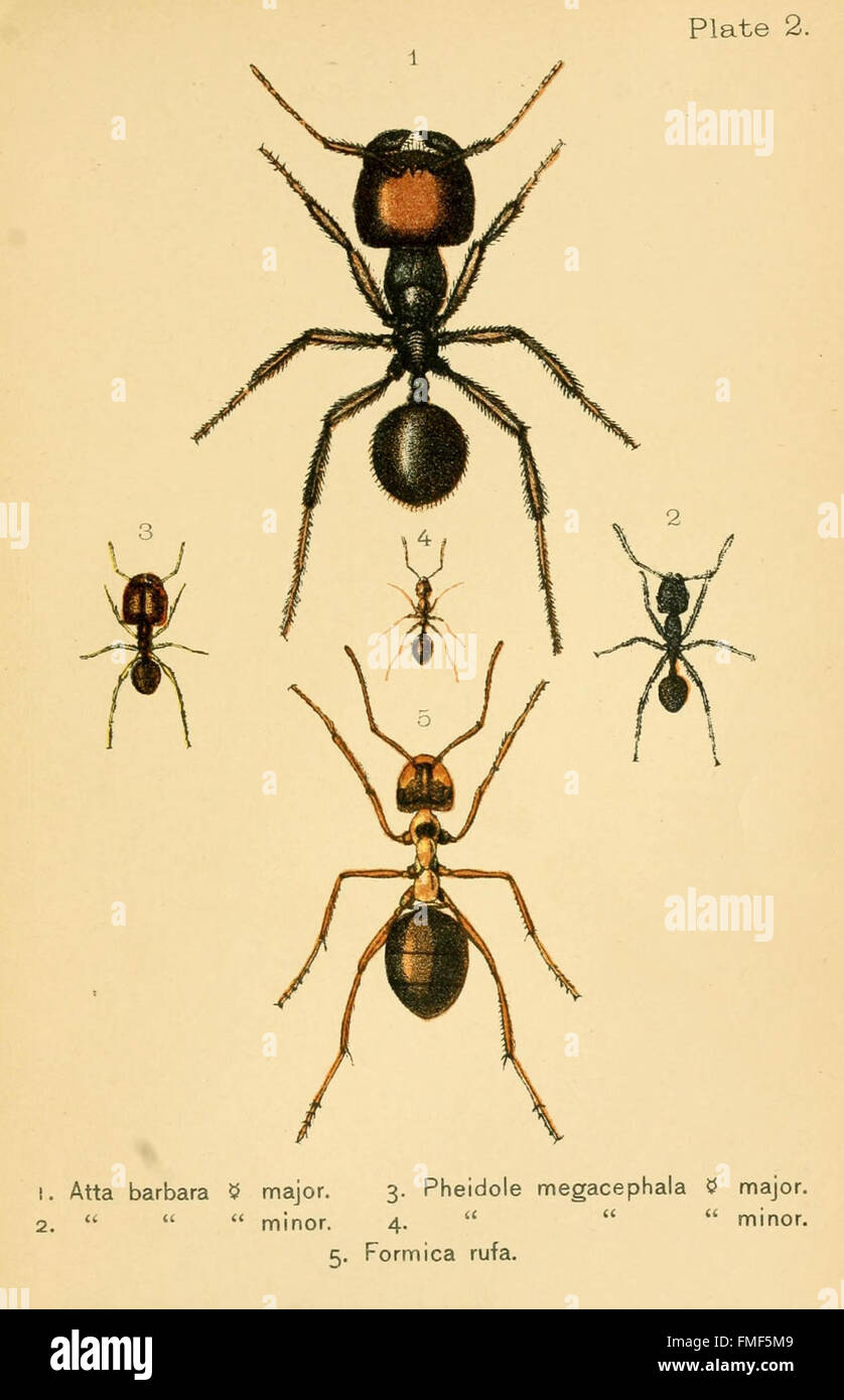 Plate 2 from 'Ants, Bees, and Wasps' provides detailed illustrations of ...