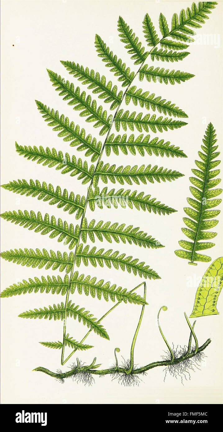 This plate depicts various ferns and their related species, including ...