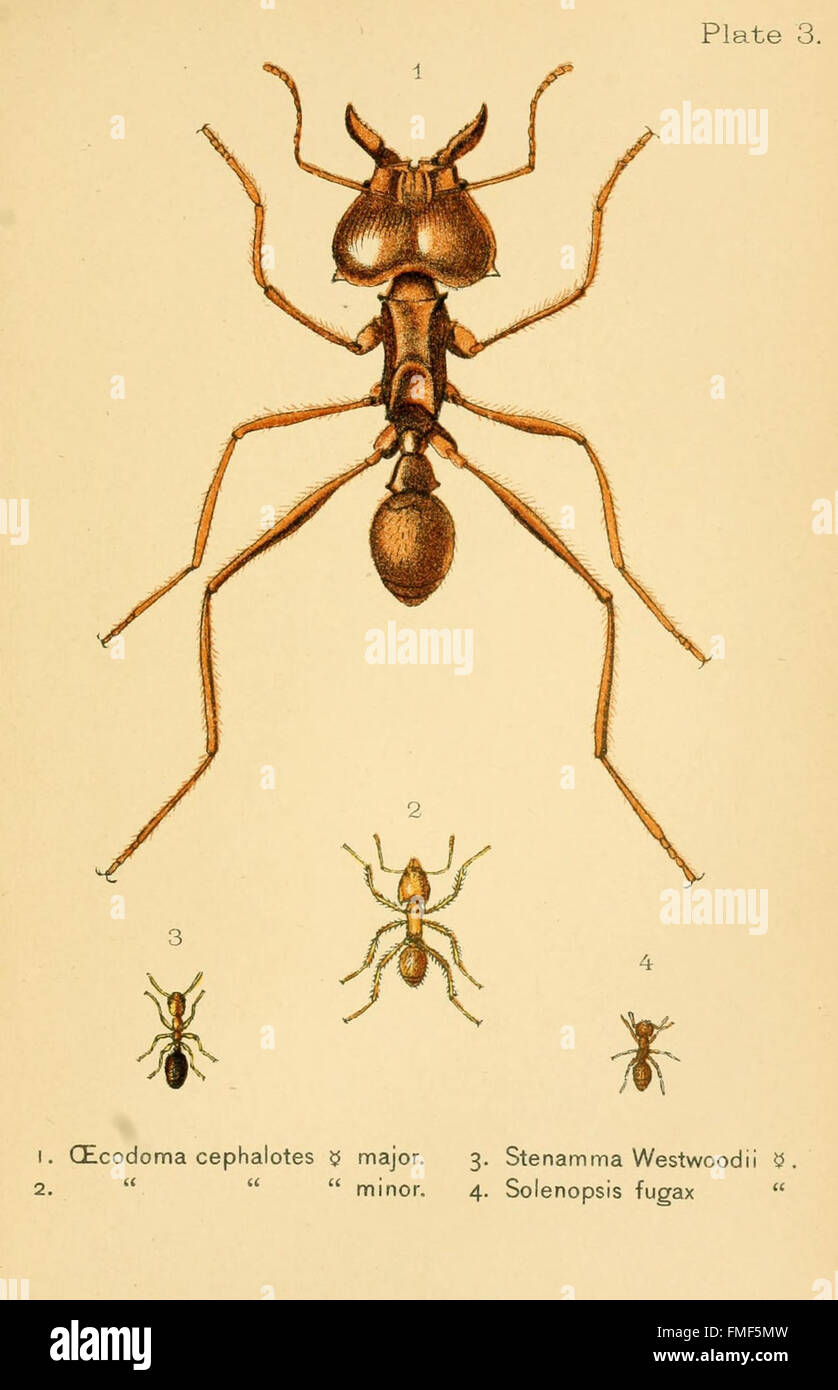 Plate 3 from *Ants, Bees, and Wasps* showcases detailed illustrations ...