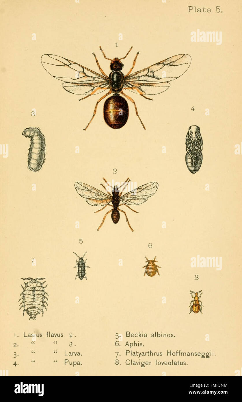 Plate 5 from *Ants, Bees, and Wasps* illustrates various species of ...