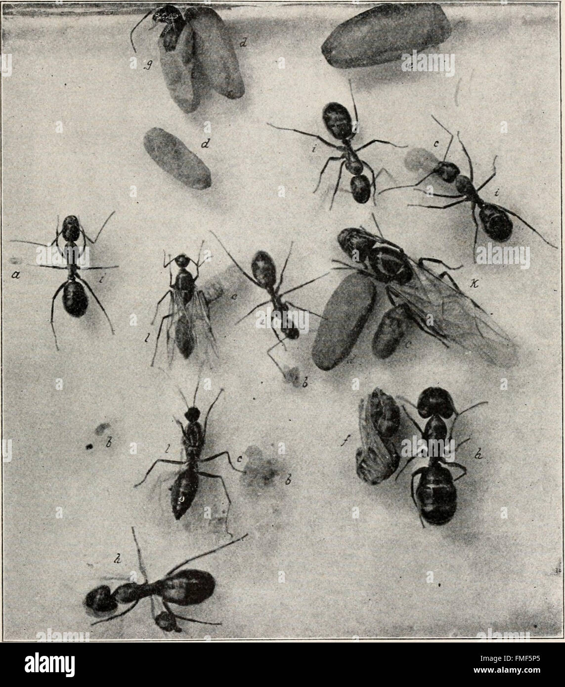 Ants; their structure, development and behavior (1910 Stock Photo - Alamy