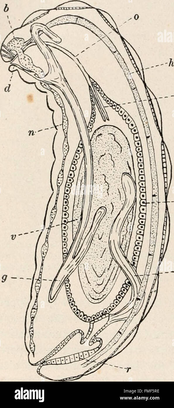 *Ants: Their Structure, Development, and Behavior* (1910) explores the ...