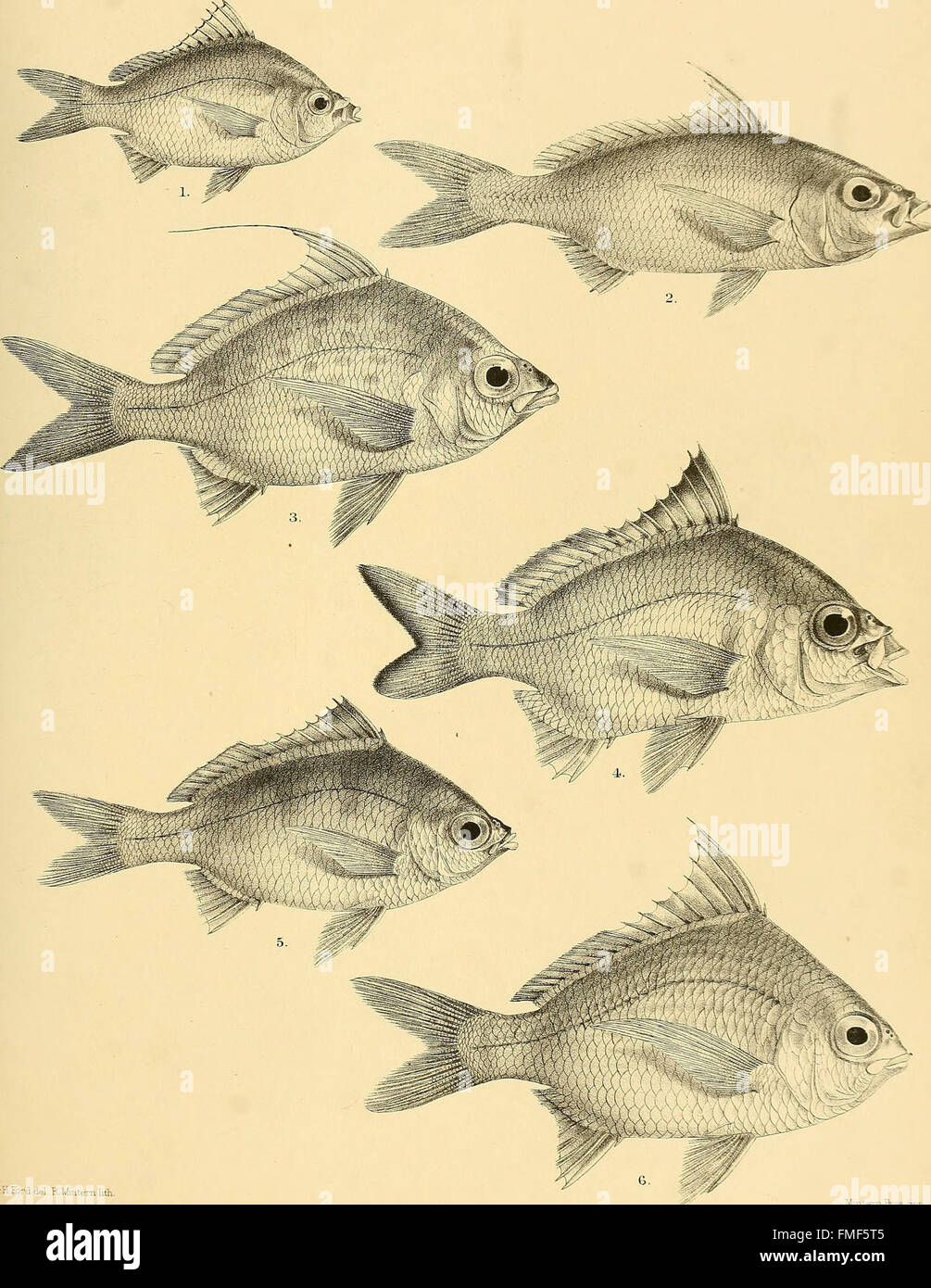 ‘The Fishes of India’ (1875) is a comprehensive work detailing the ...