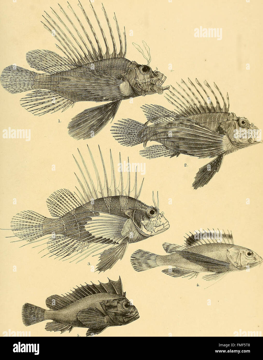 'The Fishes of India' (1875) is a comprehensive work documenting the ...