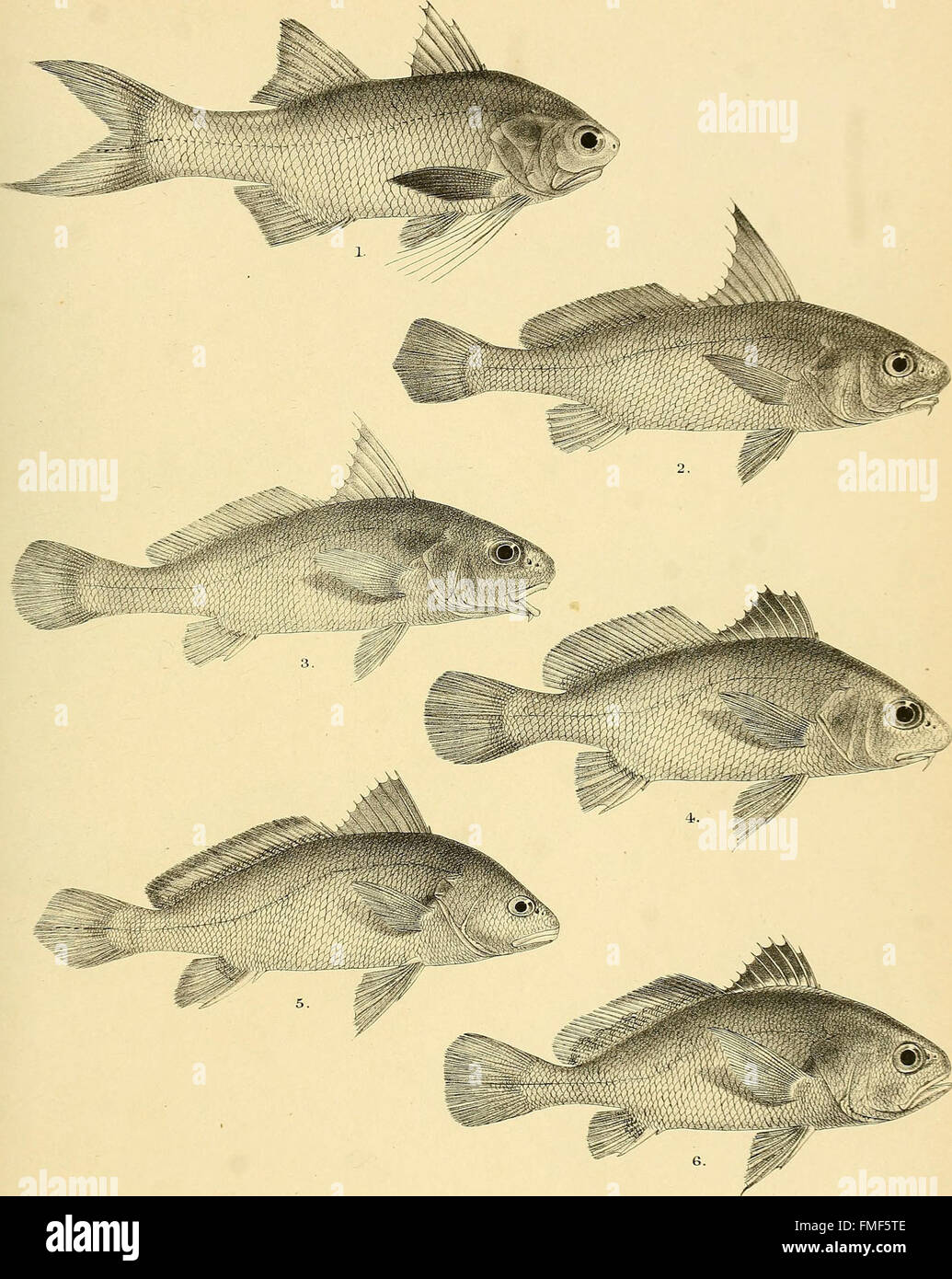 'The Fishes of India' (1875) presents a comprehensive natural history ...