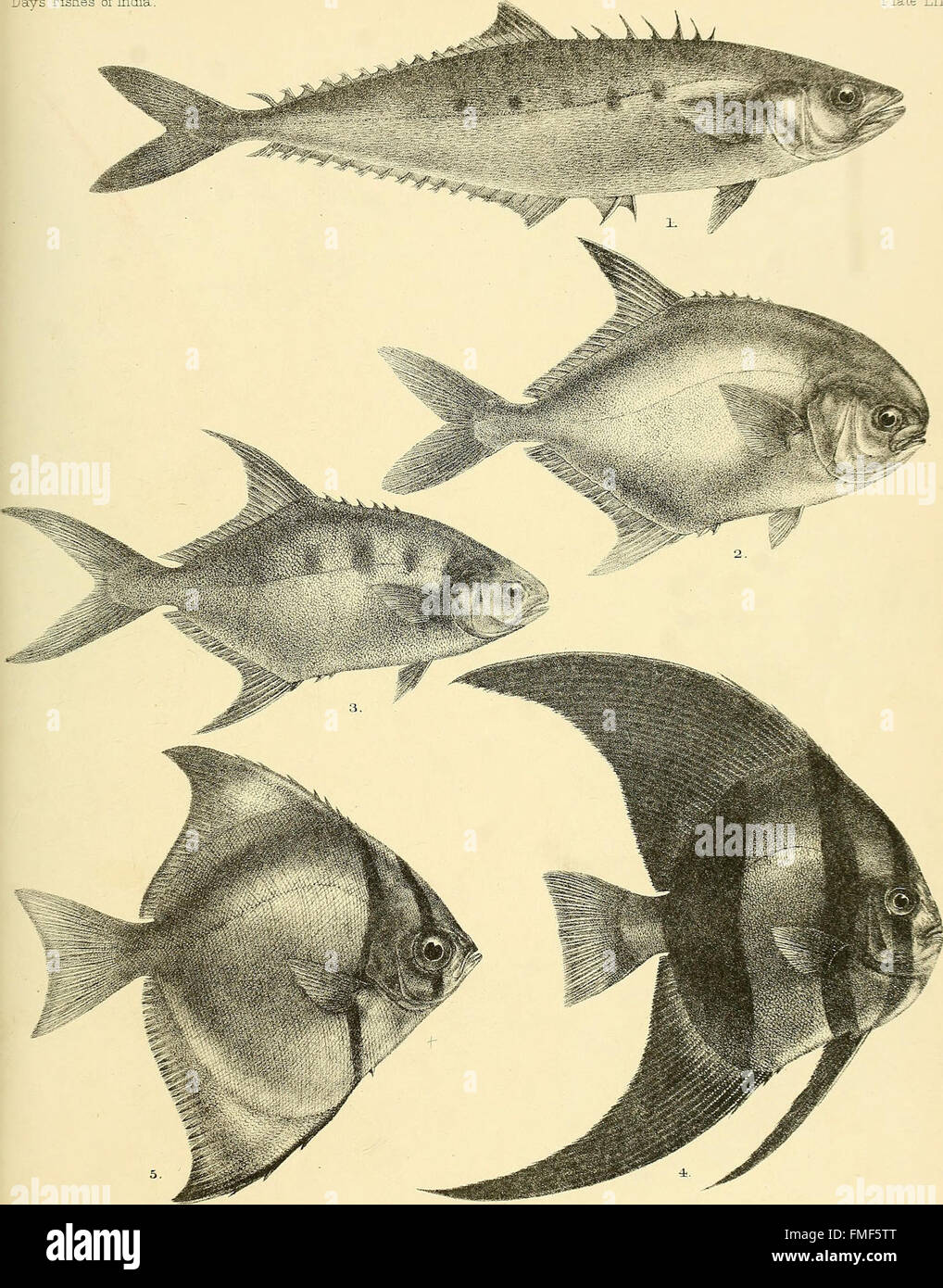 *The Fishes of India* (1875) provides a comprehensive guide to the fish ...
