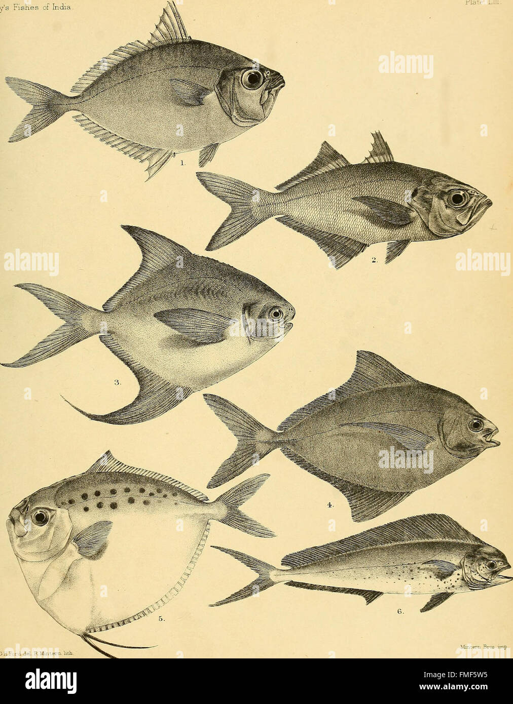 Published in 1875, 'The Fishes of India' presents an extensive natural ...