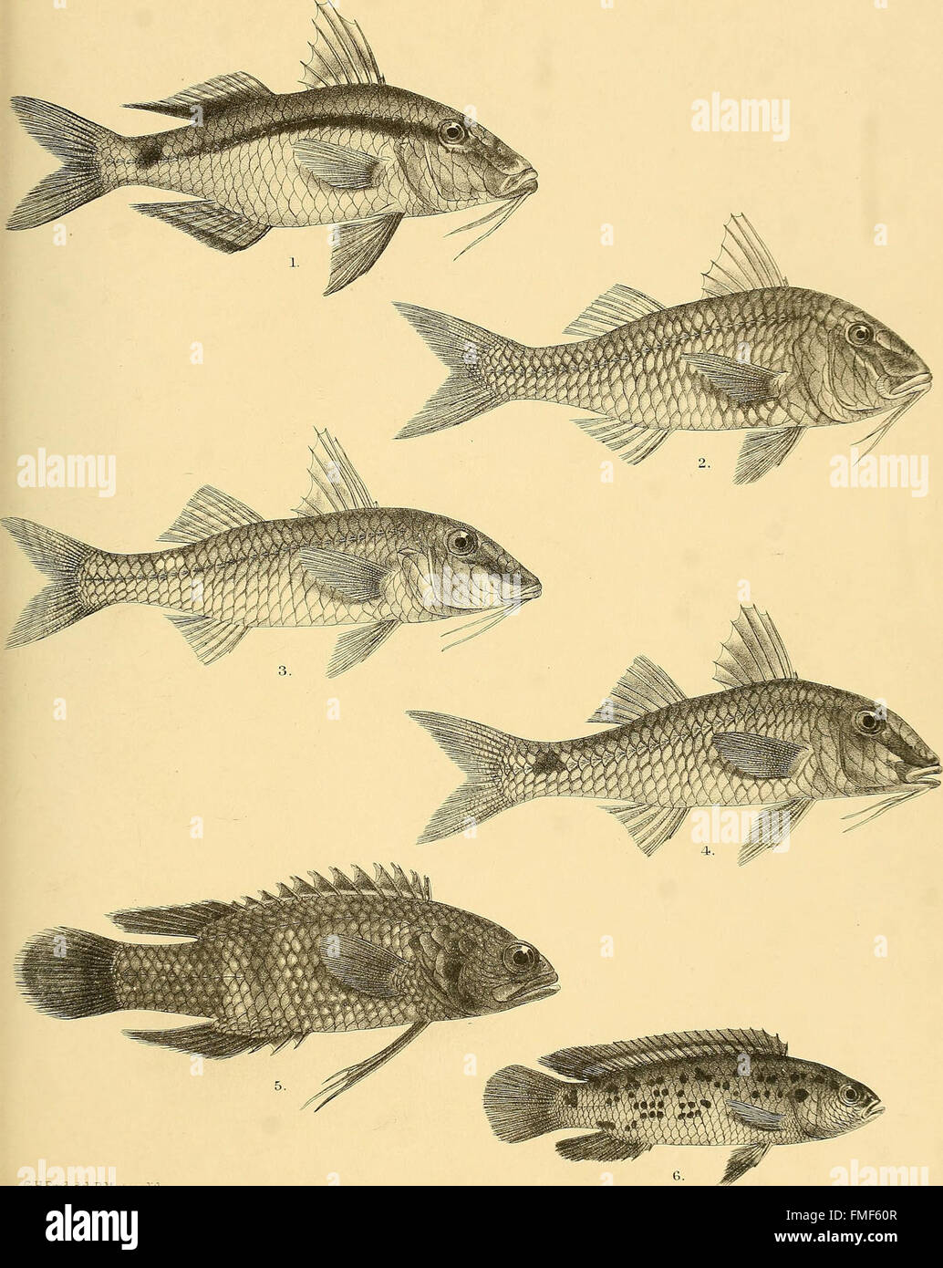 The 1875 work 'The Fishes of India' provides a comprehensive natural ...
