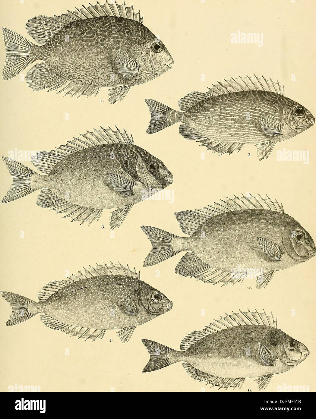 'The Fishes of India' (1875) is a natural history book documenting fish ...
