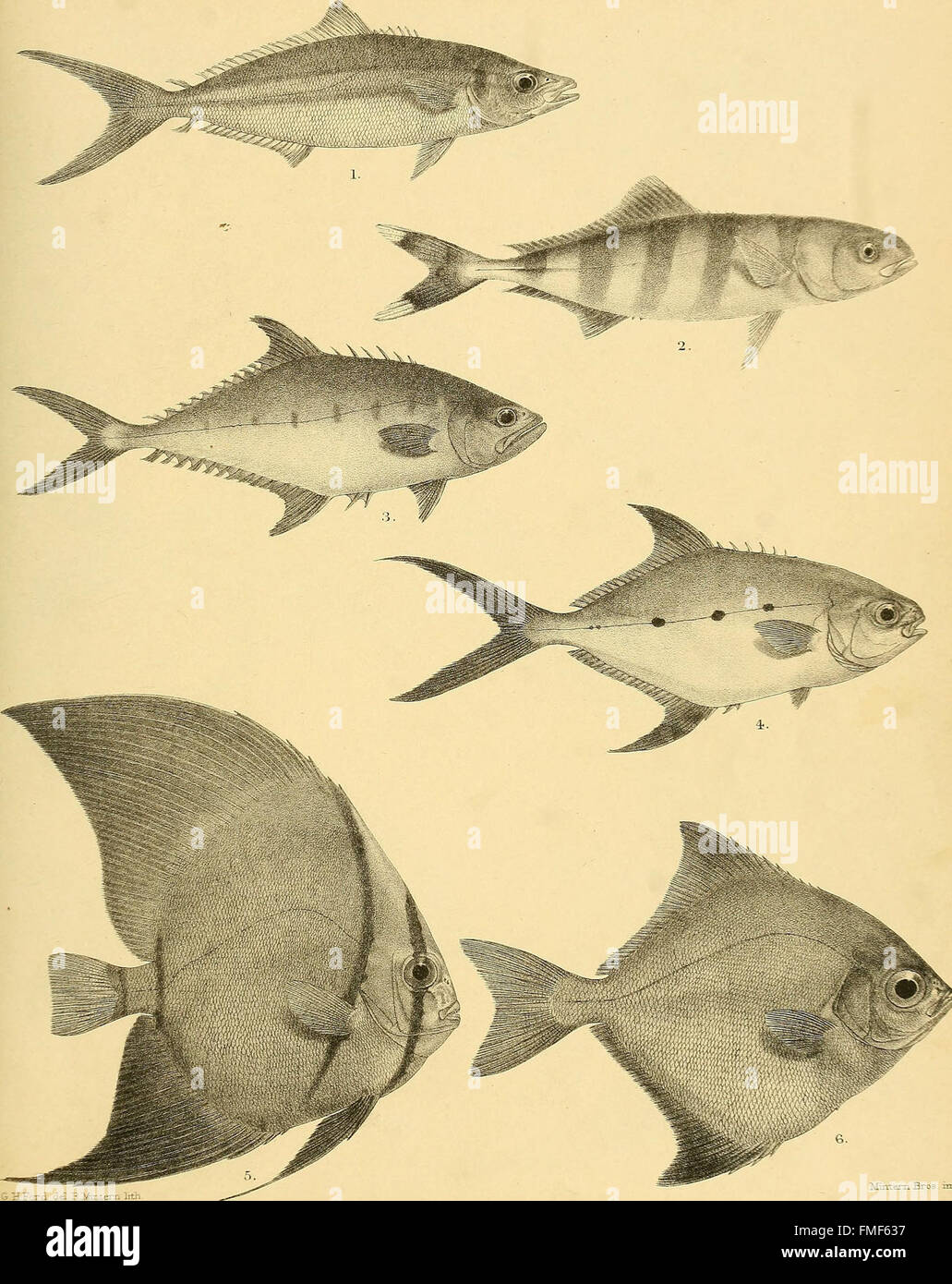 'The Fishes of India' (1875) explores the diverse fish species ...