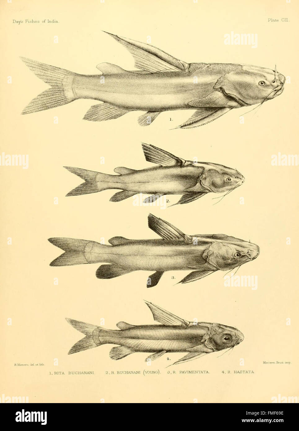 'The Fishes of India' (Plate CIII) illustrates the diverse fish species ...