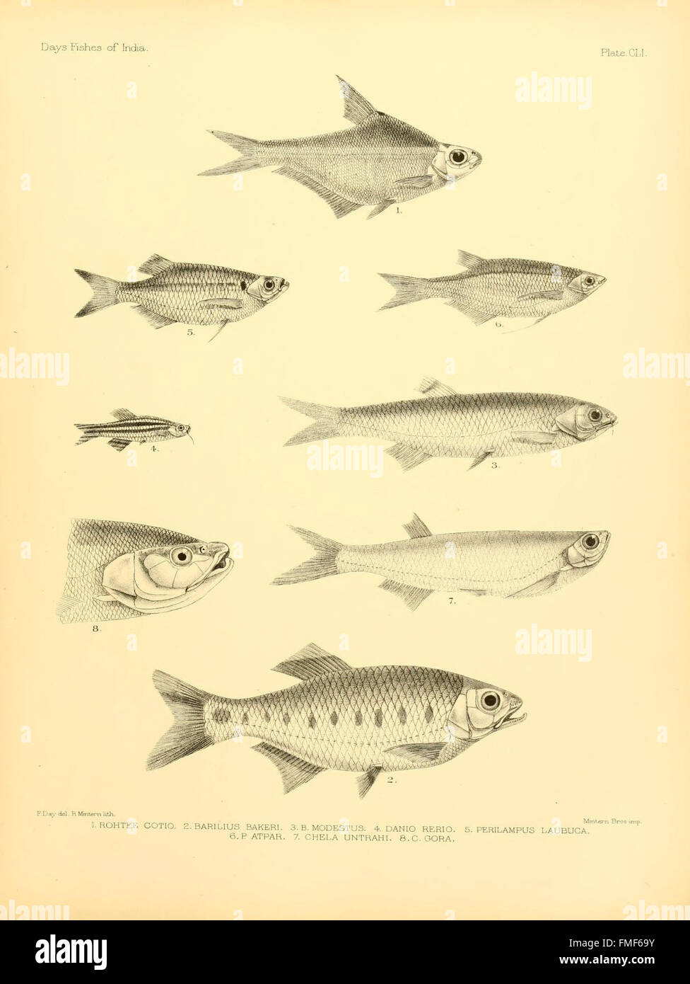 Plate CLI from *The Fishes of India* features detailed illustrations of ...