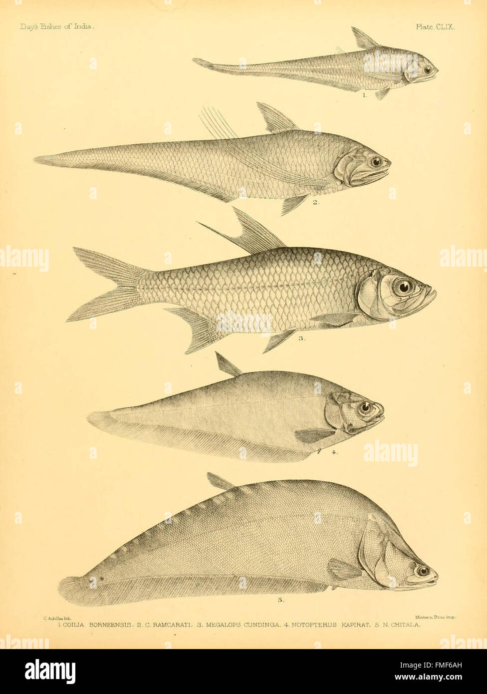 This plate from 'The Fishes of India' showcases a variety of fish ...