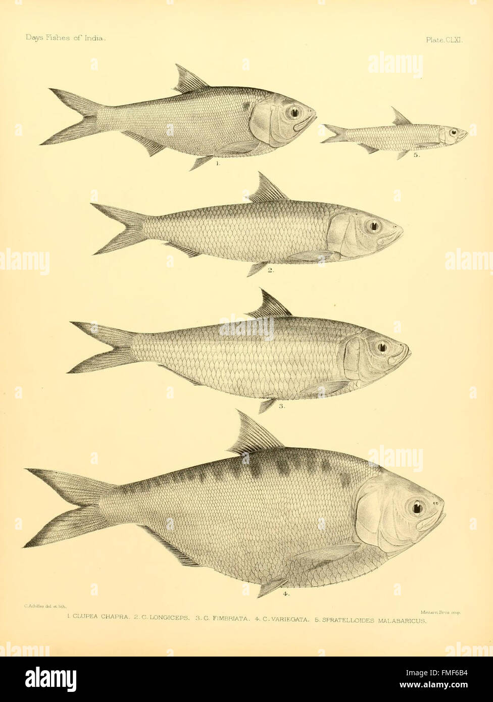 This plate from 'The fishes of India' depicts various fish species ...