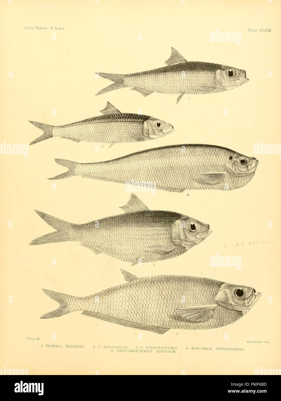 'The Fishes of India' showcases various fish species found in Indian ...