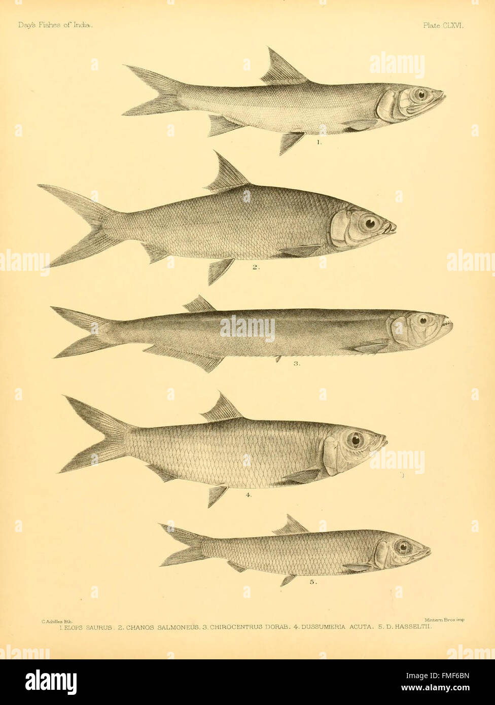 Plate CLXVI from 'The Fishes of India' features a variety of fish ...