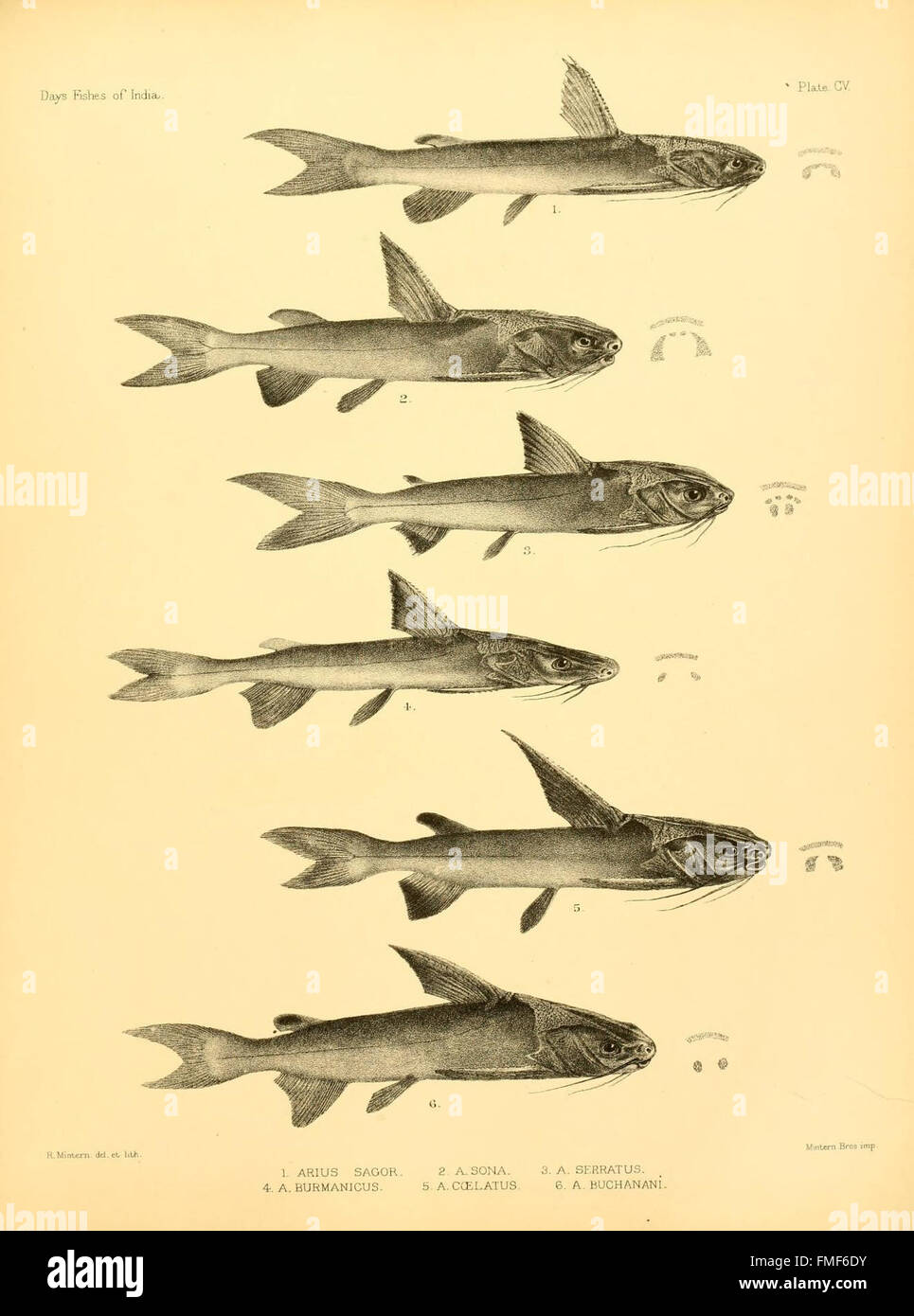 Plate CV from *The Fishes of India* showcases various fish species ...
