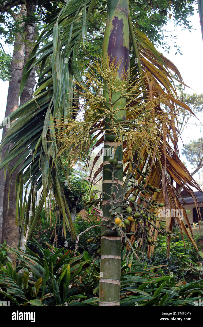 Aracnut tree with aracnut bunches Stock Photo - Alamy