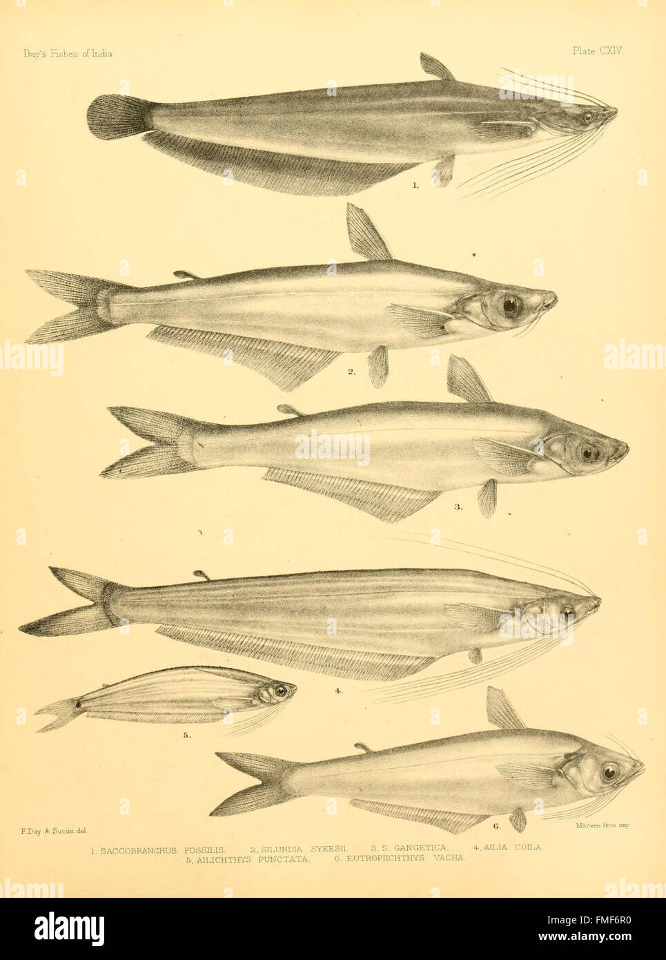 'The Fishes of India' is a comprehensive work detailing various fish ...