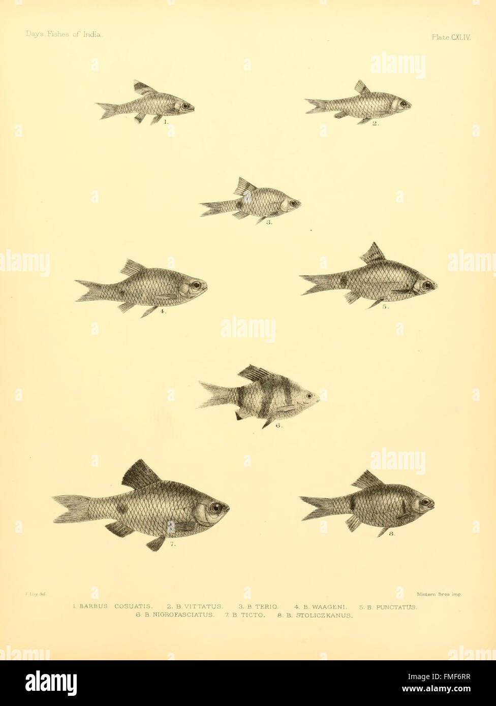 Plate CXLIV from 'The Fishes of India' illustrates various species of ...