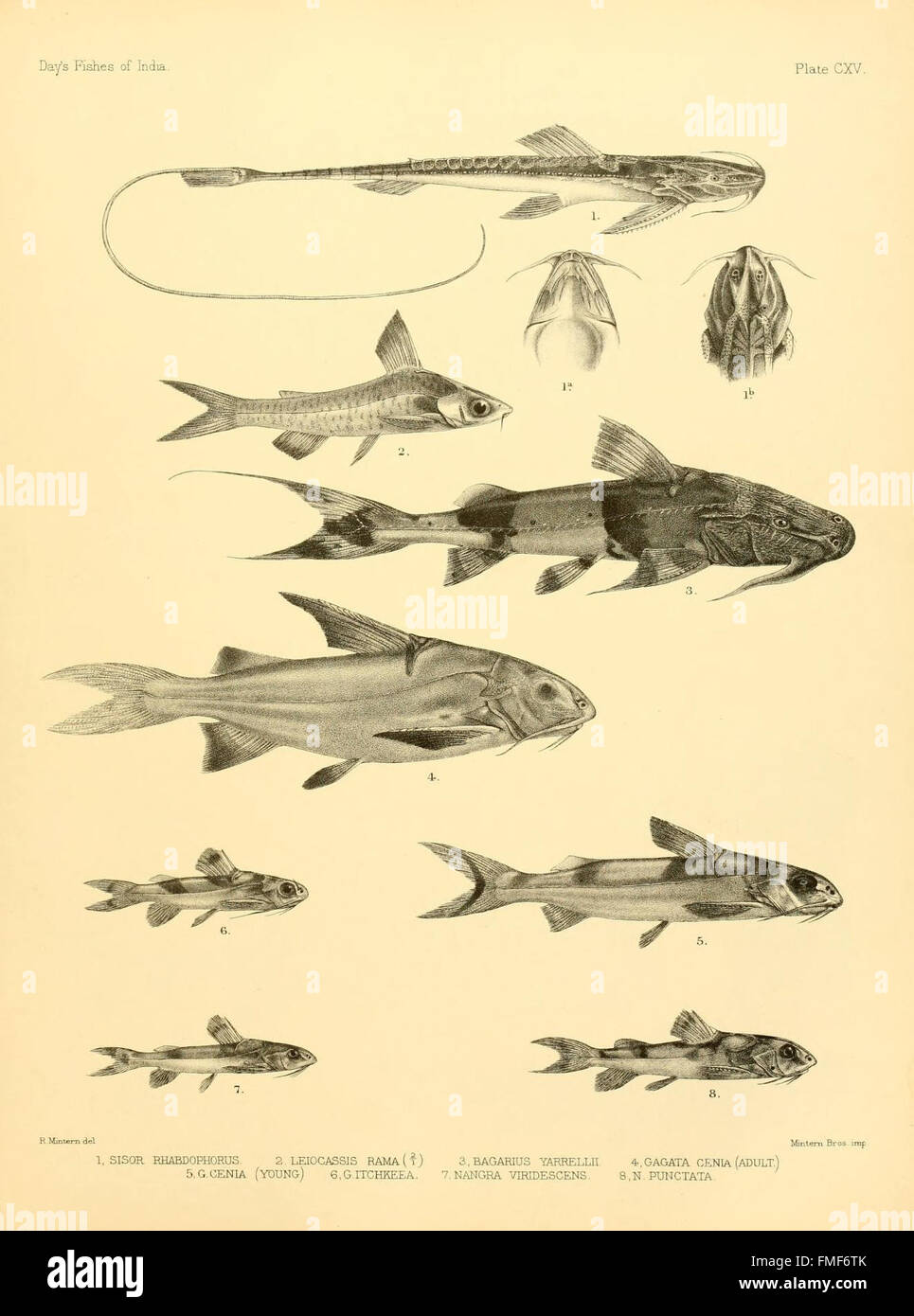Plate CXV from 'The Fishes of India' illustrates various species of ...