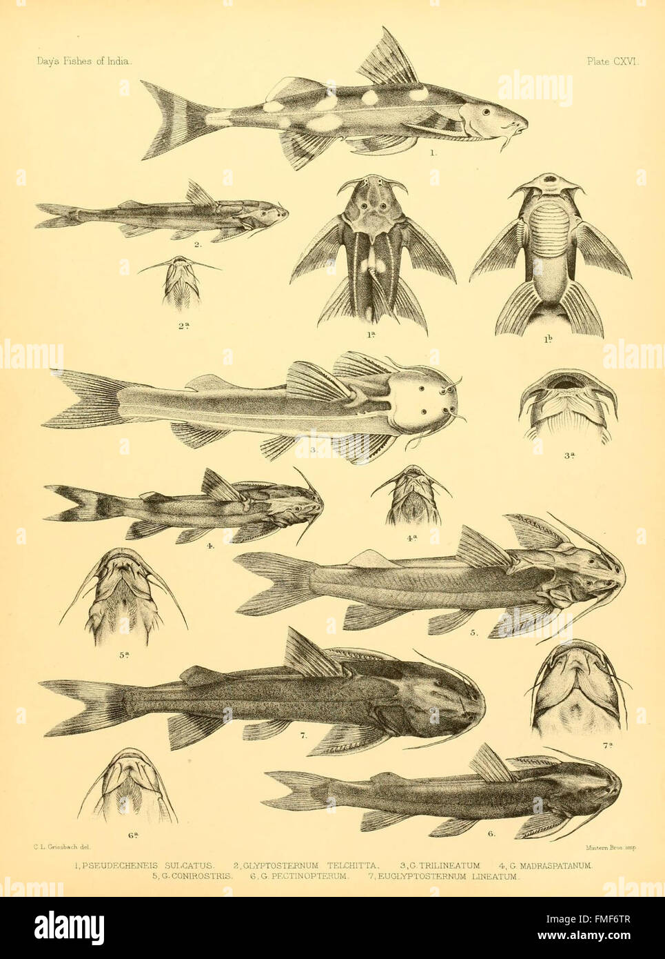 *The Fishes of India* (Plate CXVI) illustrates various fish species ...