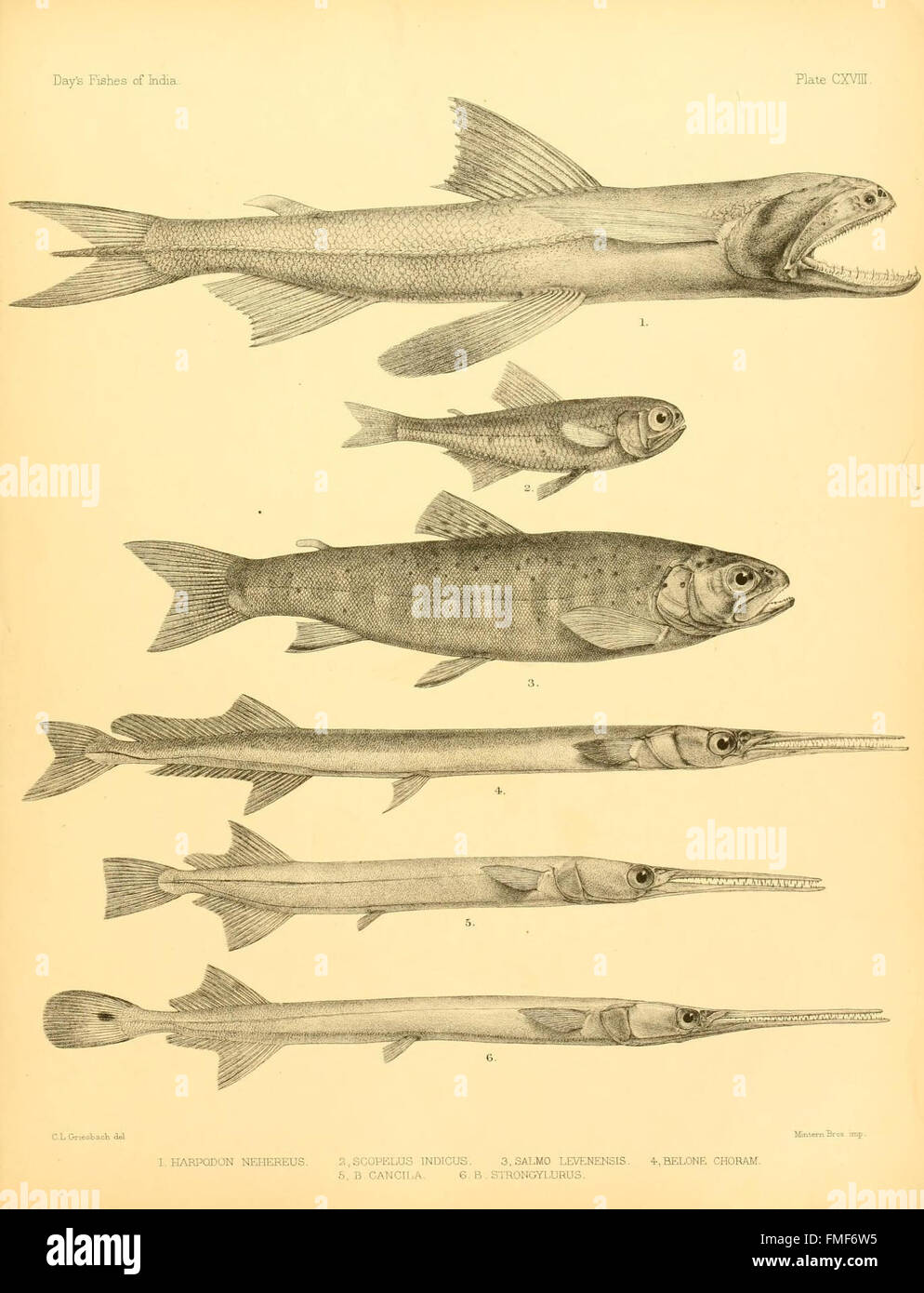 Plate CXVIII from 'The Fishes of India' illustrates various fish ...