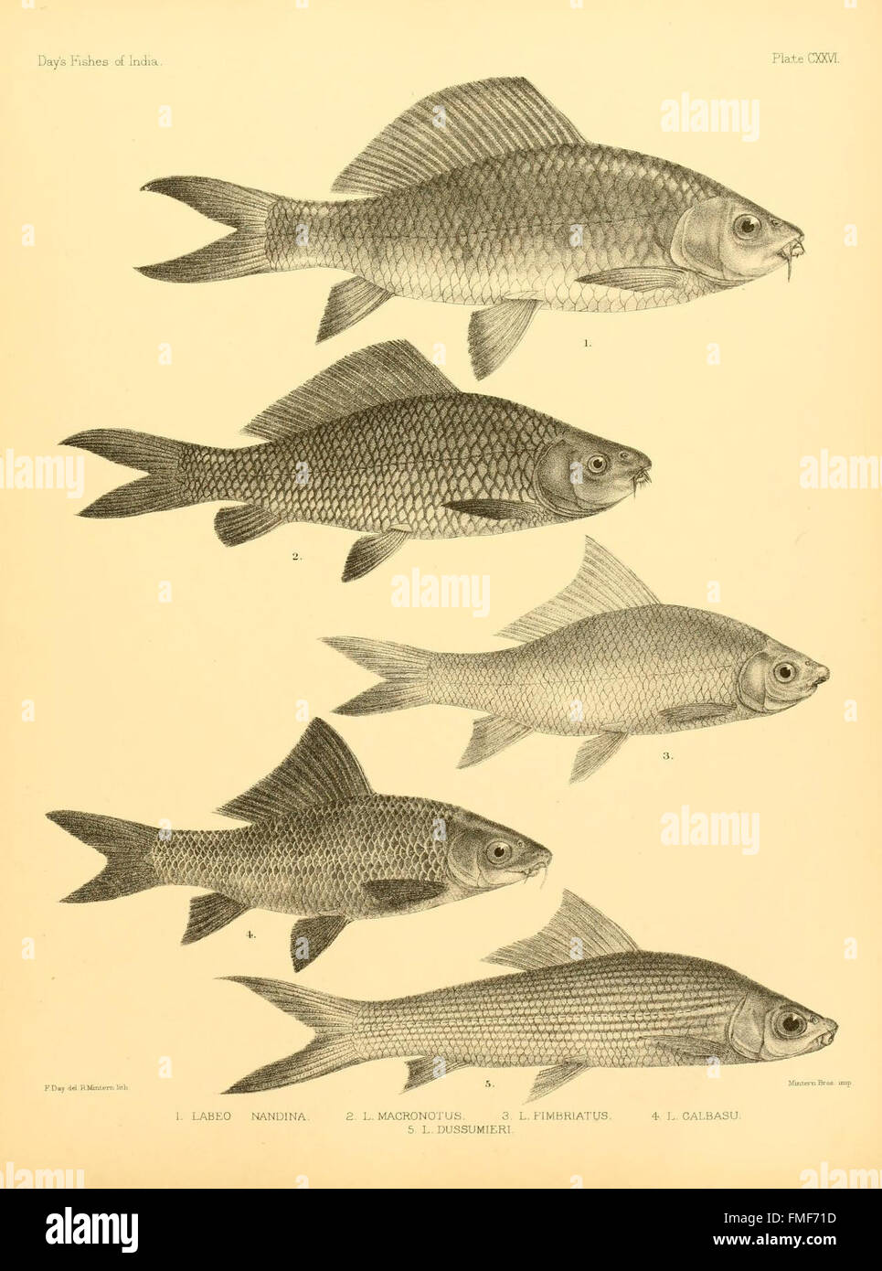 Plate CXXVI from 'The Fishes of India' illustrates various species of ...
