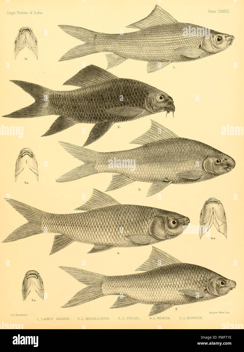 This plate from 'The Fishes of India' features detailed illustrations ...