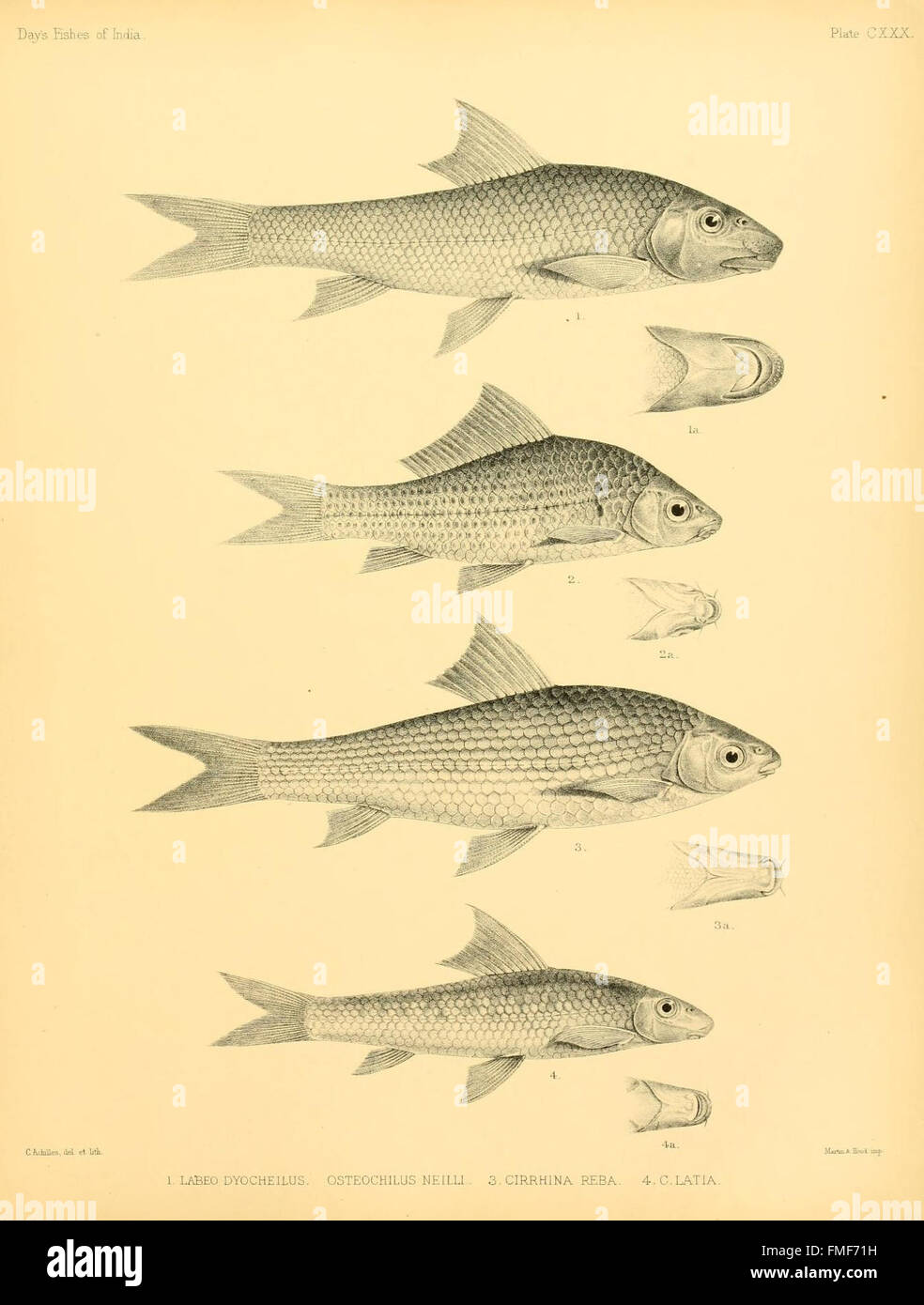 A comprehensive study of Indian fish species, with illustrations in ...