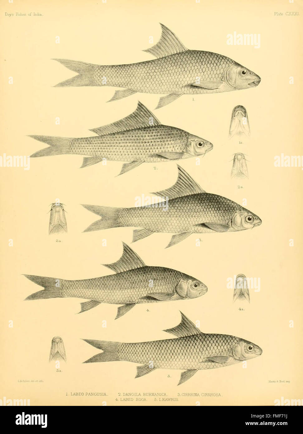 Plate CXXXI from 'The Fishes of India' depicts various fish species ...